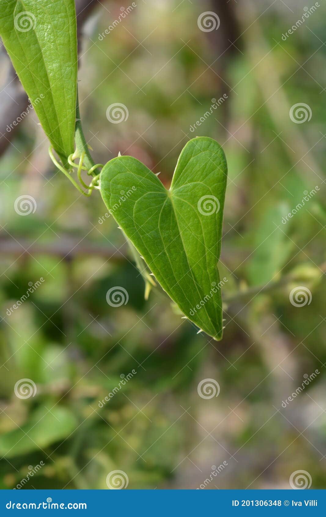 Common smilax stock photo. Image of plant, green, rough - 201306348