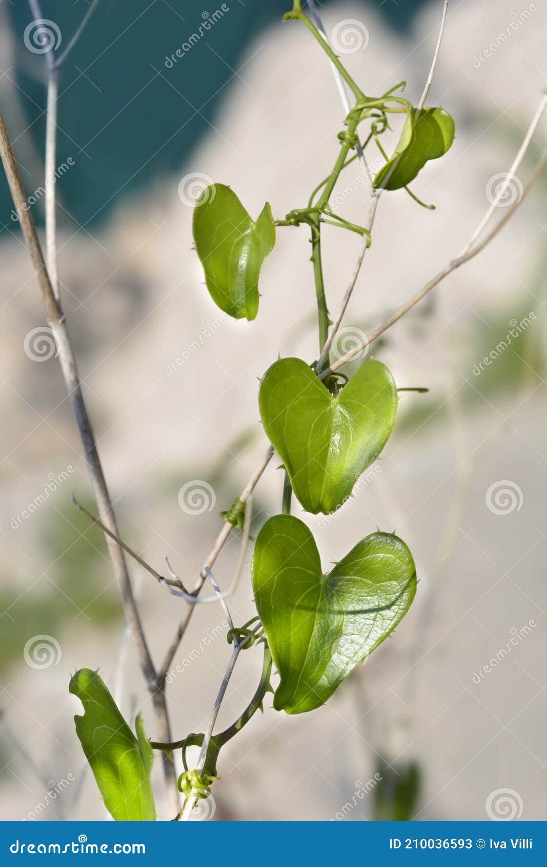 Common smilax stock image. Image of plant, nature, aspera - 210036593