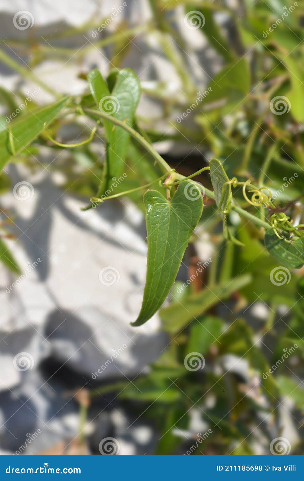 Common Smilax Or Smilax Aspera Climbing Flowering Vine With Flexible ...
