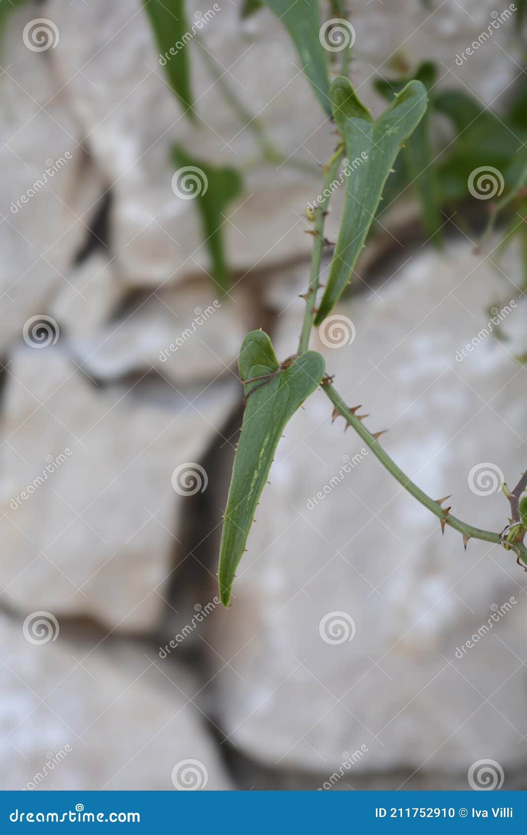 Common Smilax Or Smilax Aspera Climbing Flowering Vine With Flexible ...
