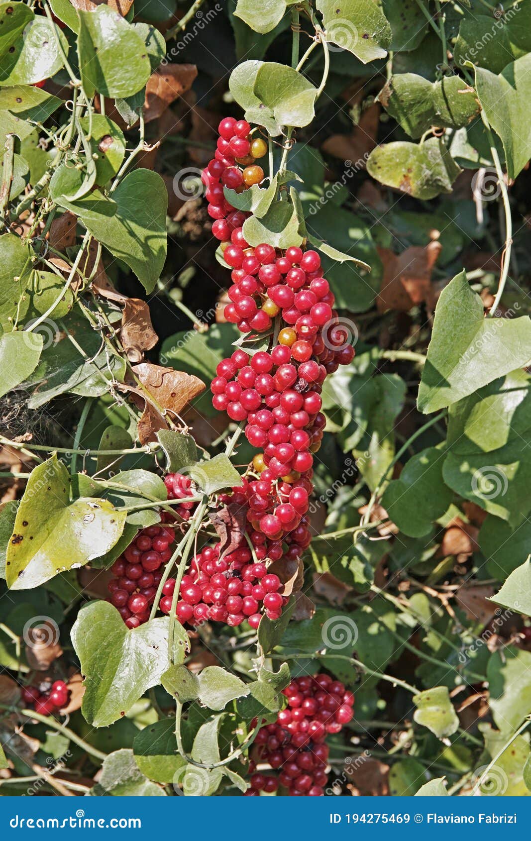 Common Smilax Or Smilax Aspera Climbing Flowering Vine With Flexible ...