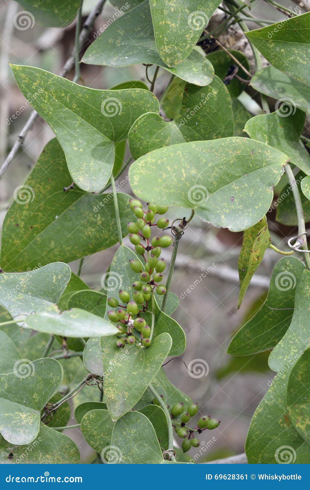 Common Smilax Or Smilax Aspera Climbing Flowering Vine With Flexible ...