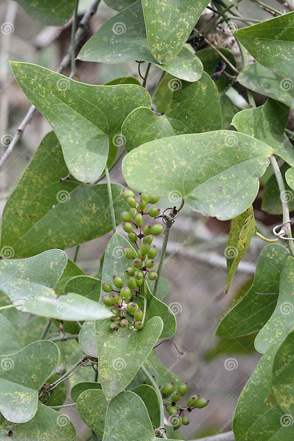 Common Smilax stock image. Image of tendrils, aspera - 69628361