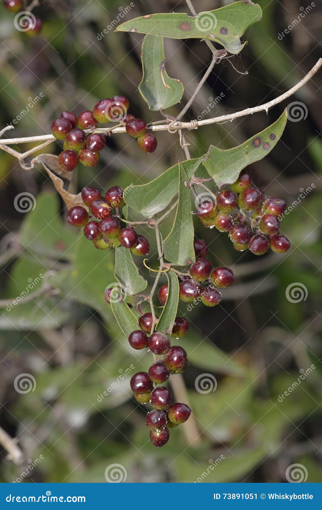 Common Smilax Or Smilax Aspera Climbing Flowering Vine With Flexible ...