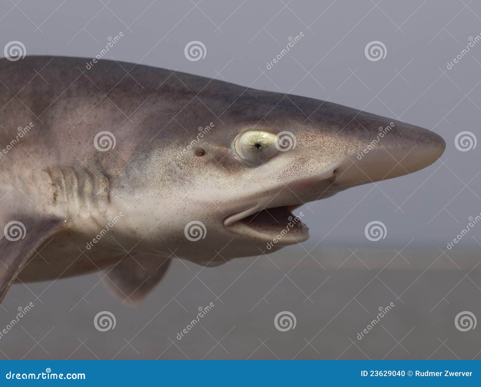 Common smooth-hound shark stock photo. Image of coast - 23629040