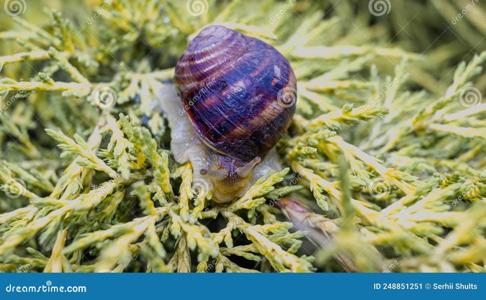 Common snail stock image. Image of food, dessert, fruit - 248851251