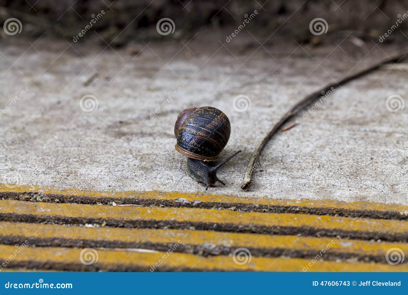 Common Snail Crawling Towards Concrete Step Edge Stock Image - Image of ...