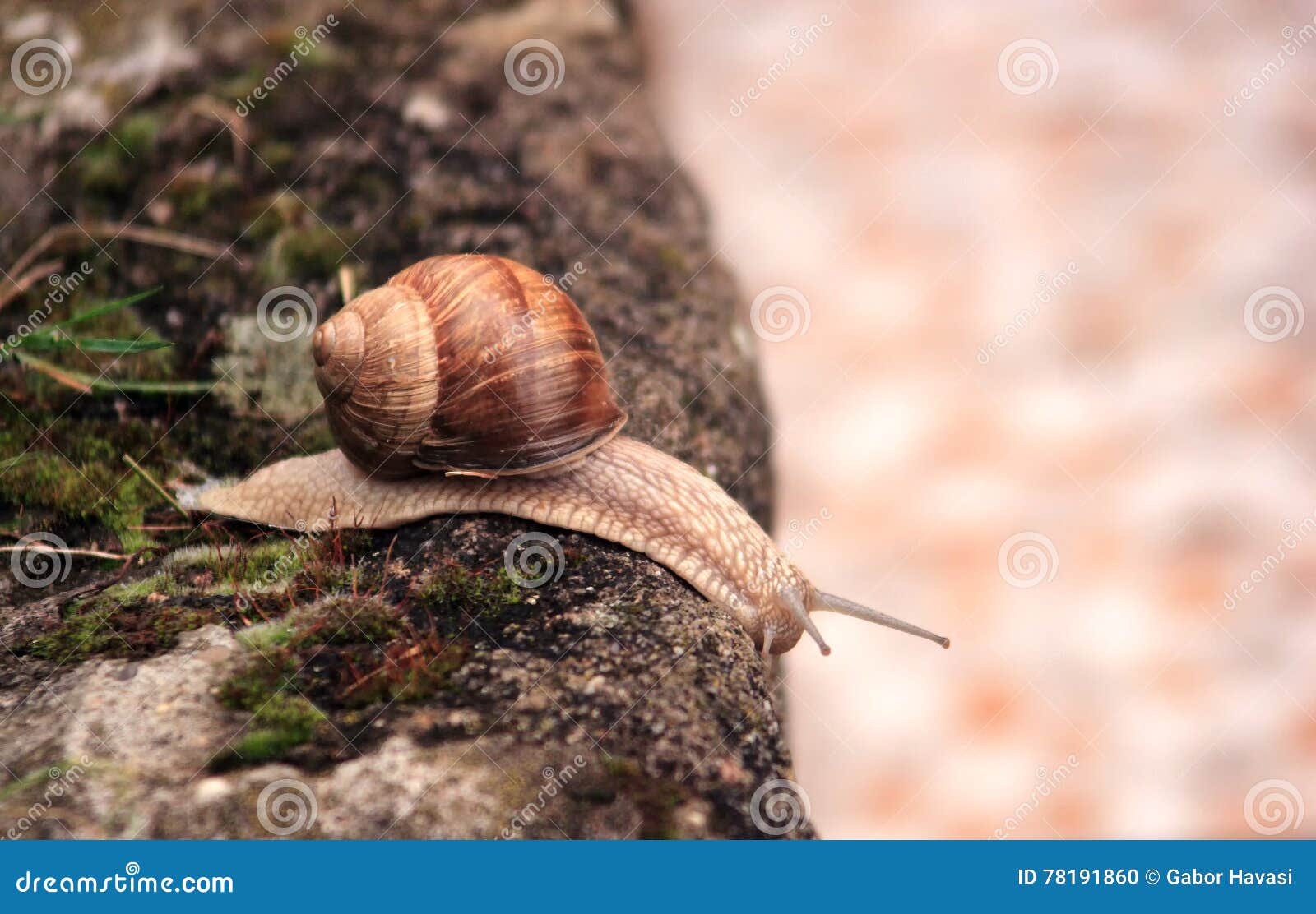 Common snail stock photo. Image of common, slimy, slow - 78191860