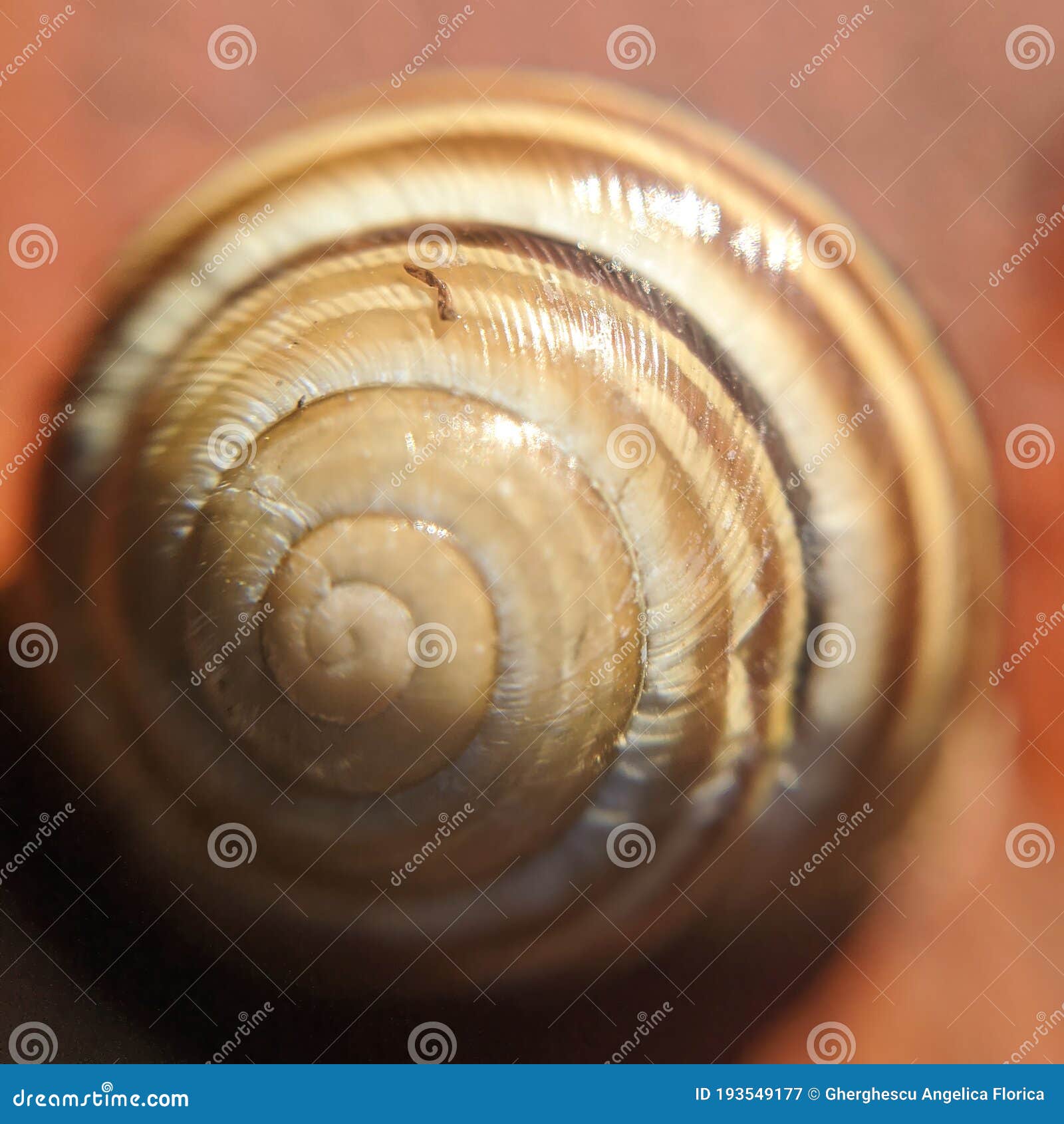 Common Snail Shell with Shadow - Garden Snail Stock Image - Image of ...