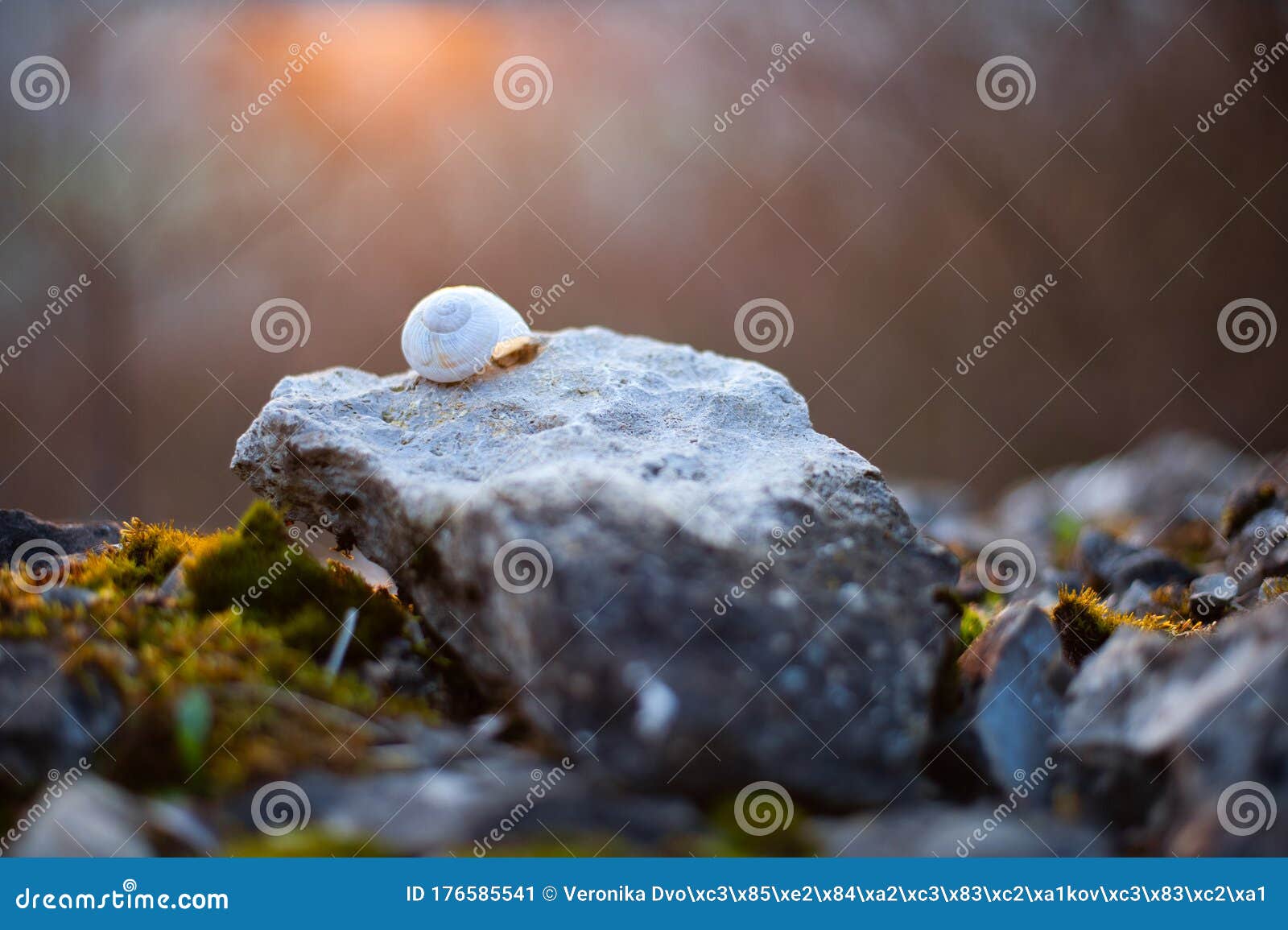 Shell of Common Snail on a Stone, Sunset on Background Stock Image ...