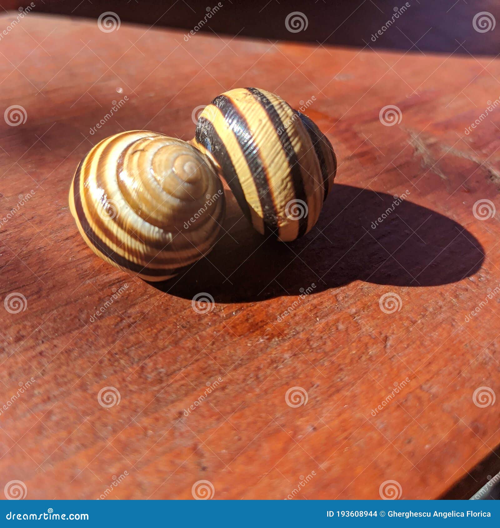 Common Snail Shells with Shadow - Garden Snail Stock Photo - Image of ...