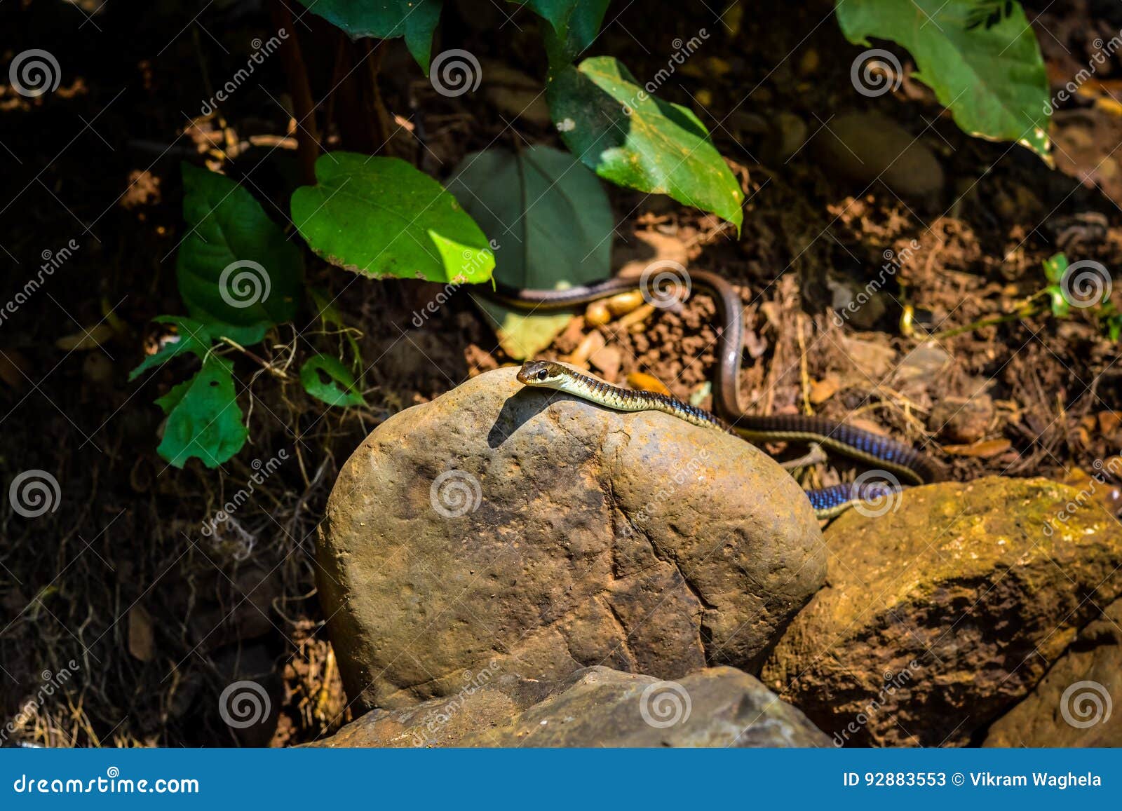 Common Snake Stock Photo | CartoonDealer.com #92885136