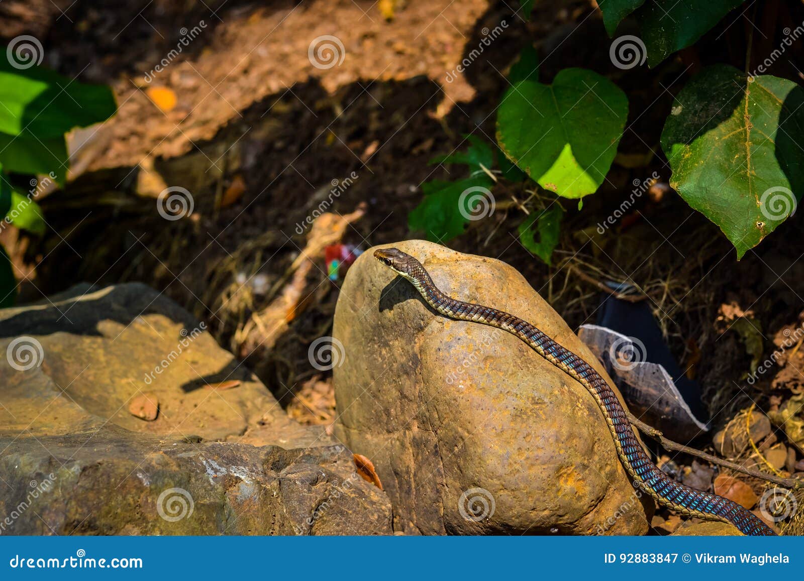 Common Snake Stock Photo | CartoonDealer.com #92885136