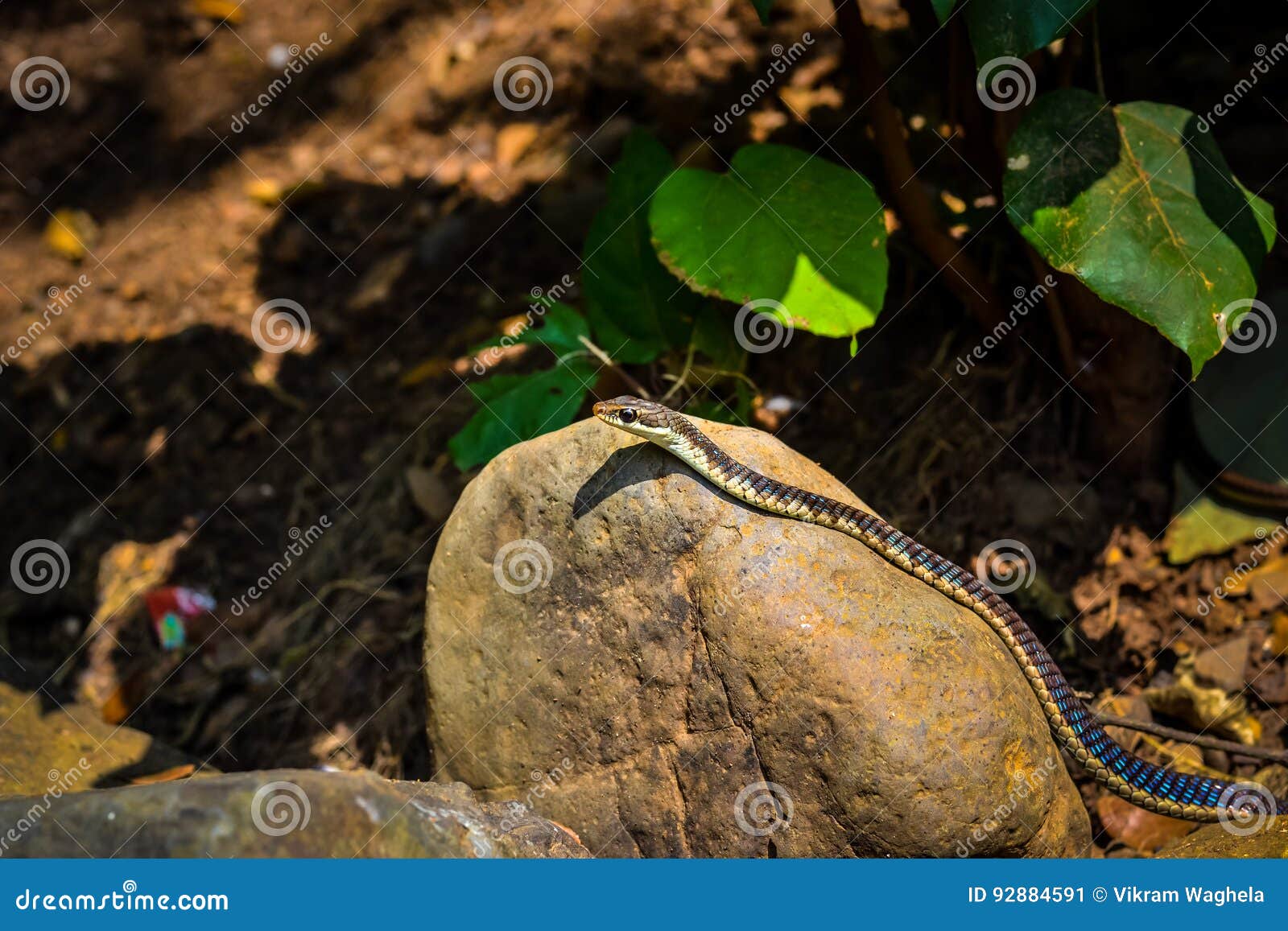 Common Snake Stock Photo | CartoonDealer.com #92884098