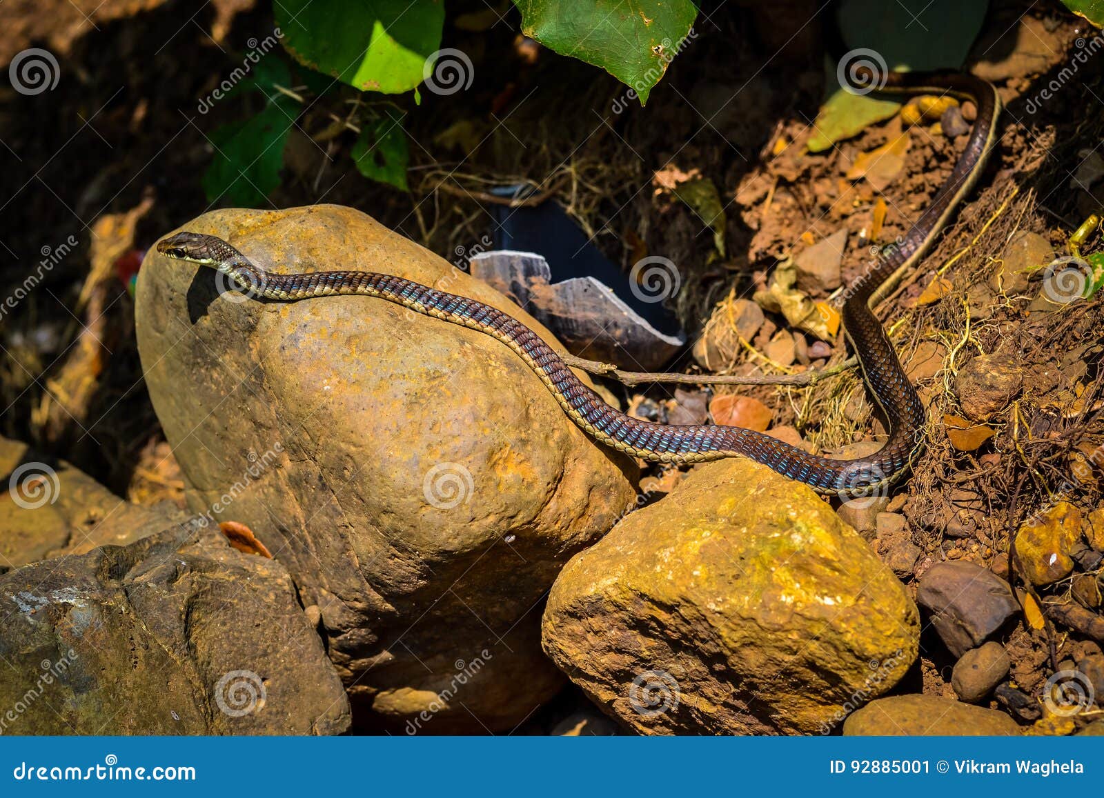 Common Snake Stock Photo | CartoonDealer.com #92885136