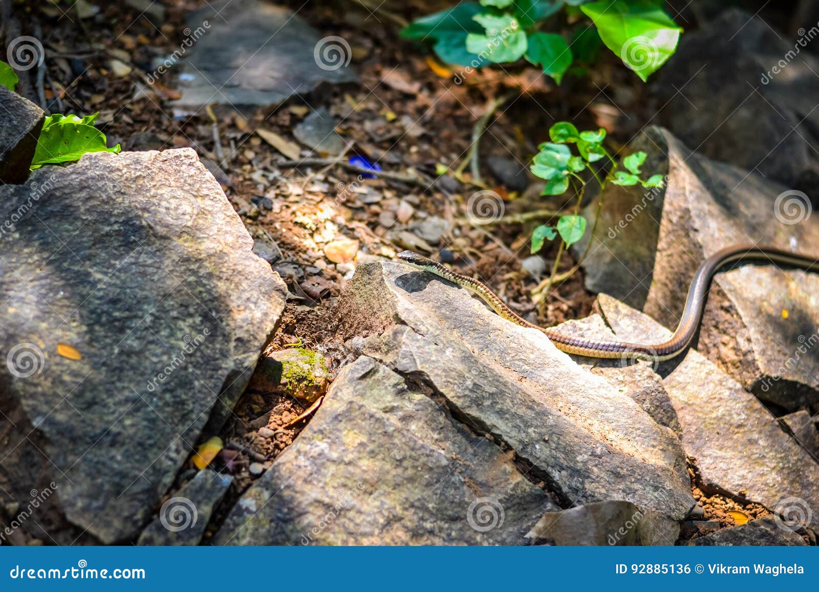 Common Snake Stock Photo | CartoonDealer.com #92884098