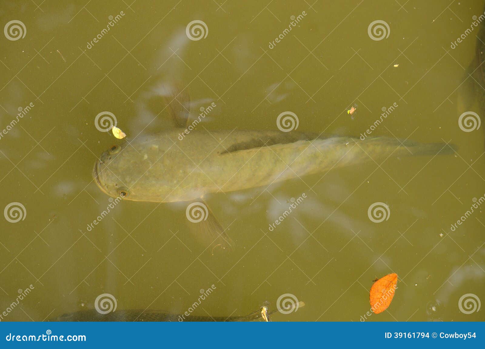 Common Snakehead (Channa Striata) Stock Photo - Image of black ...