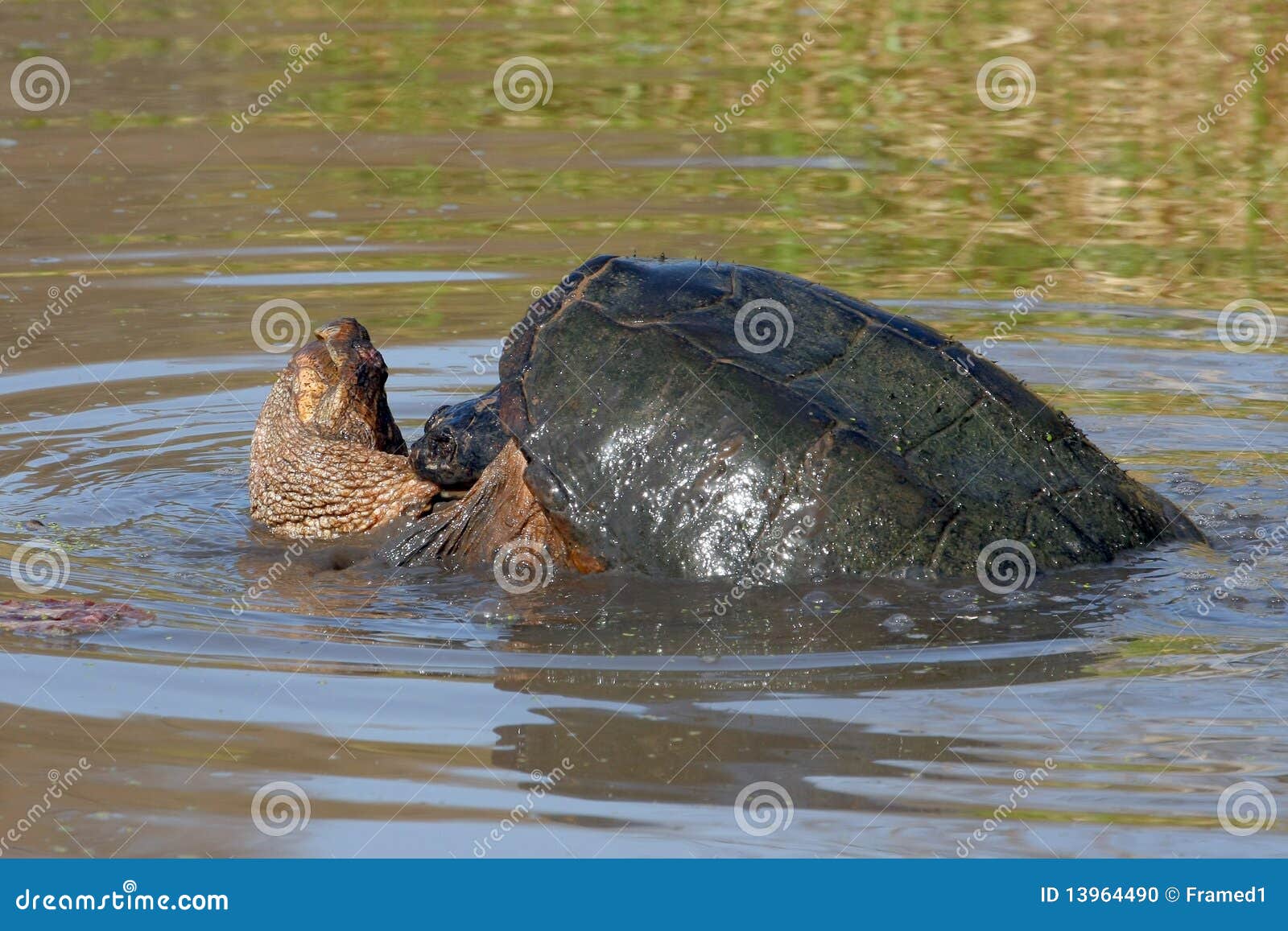 Common Snapping Turtle stock photo. Image of snapper - 13964490