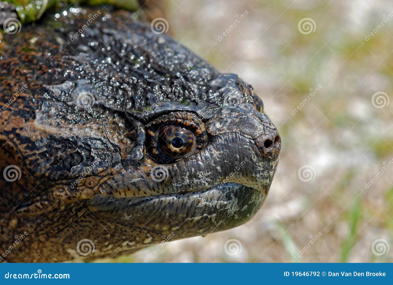 Common snapping turtle stock photo. Image of eyes, jaws - 19646792