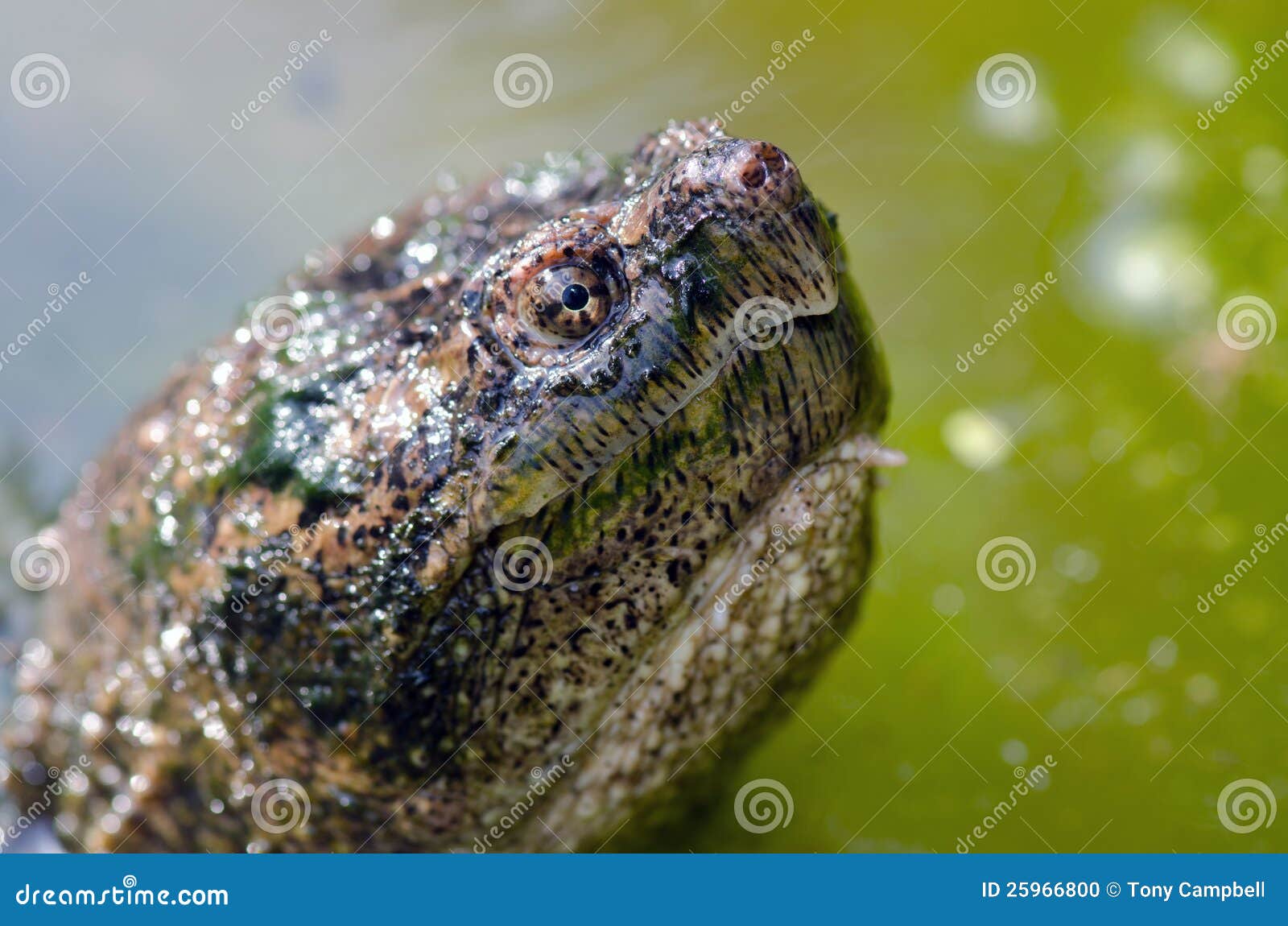 Common snapping turtle stock photo. Image of predator - 25966800