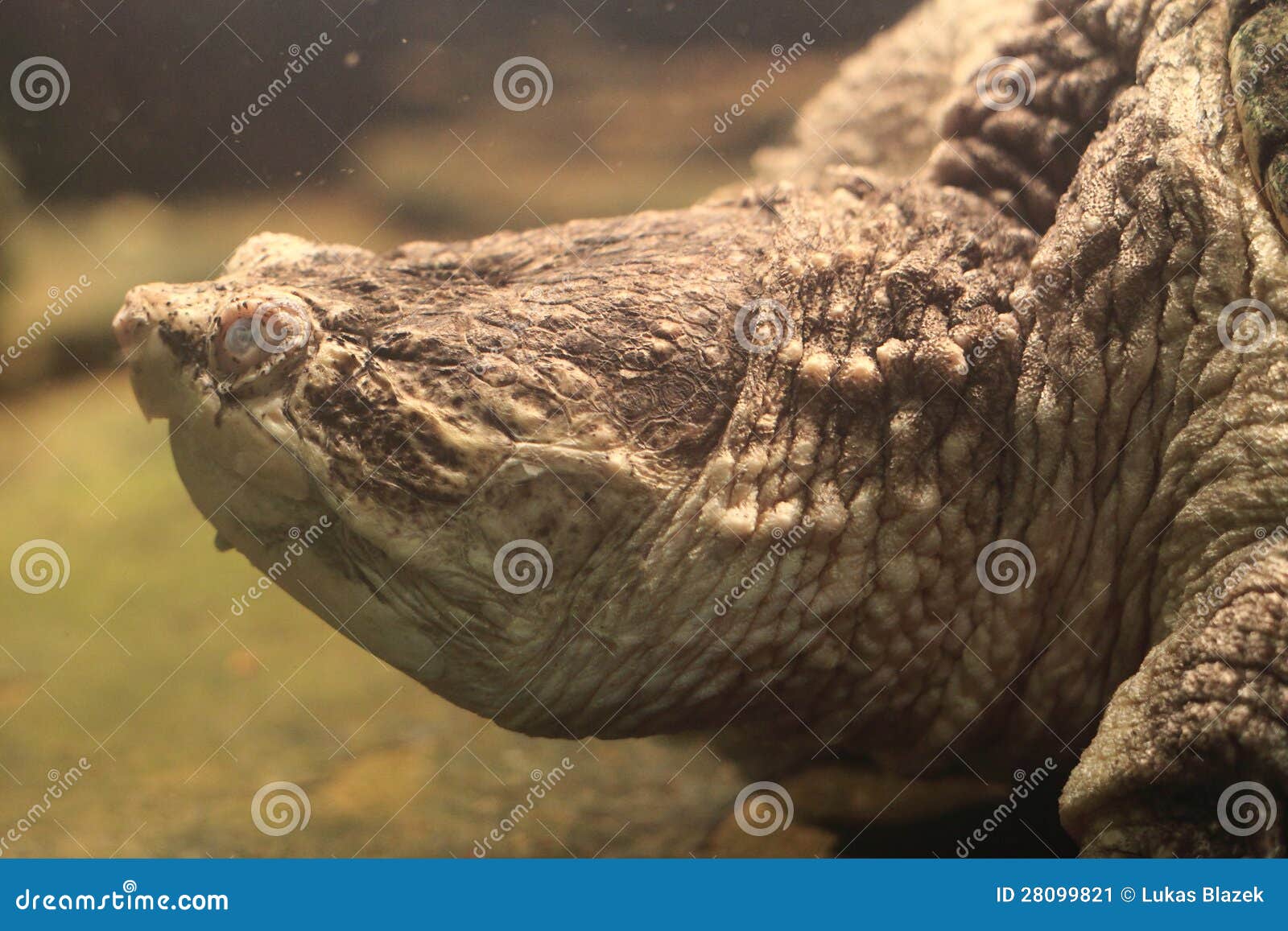Common snapping turtle stock image. Image of tortoise - 28099821