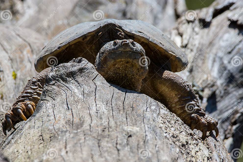 Common Snapping Turtle stock photo. Image of bask, nature - 92051540