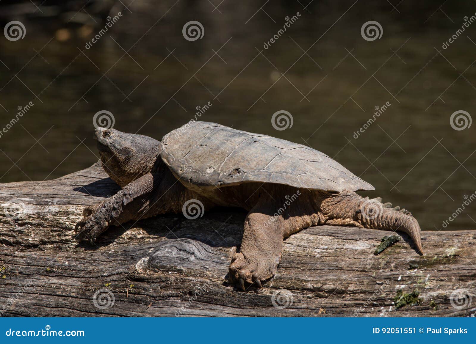 Common Snapping Turtle stock image. Image of wildlife - 92051551