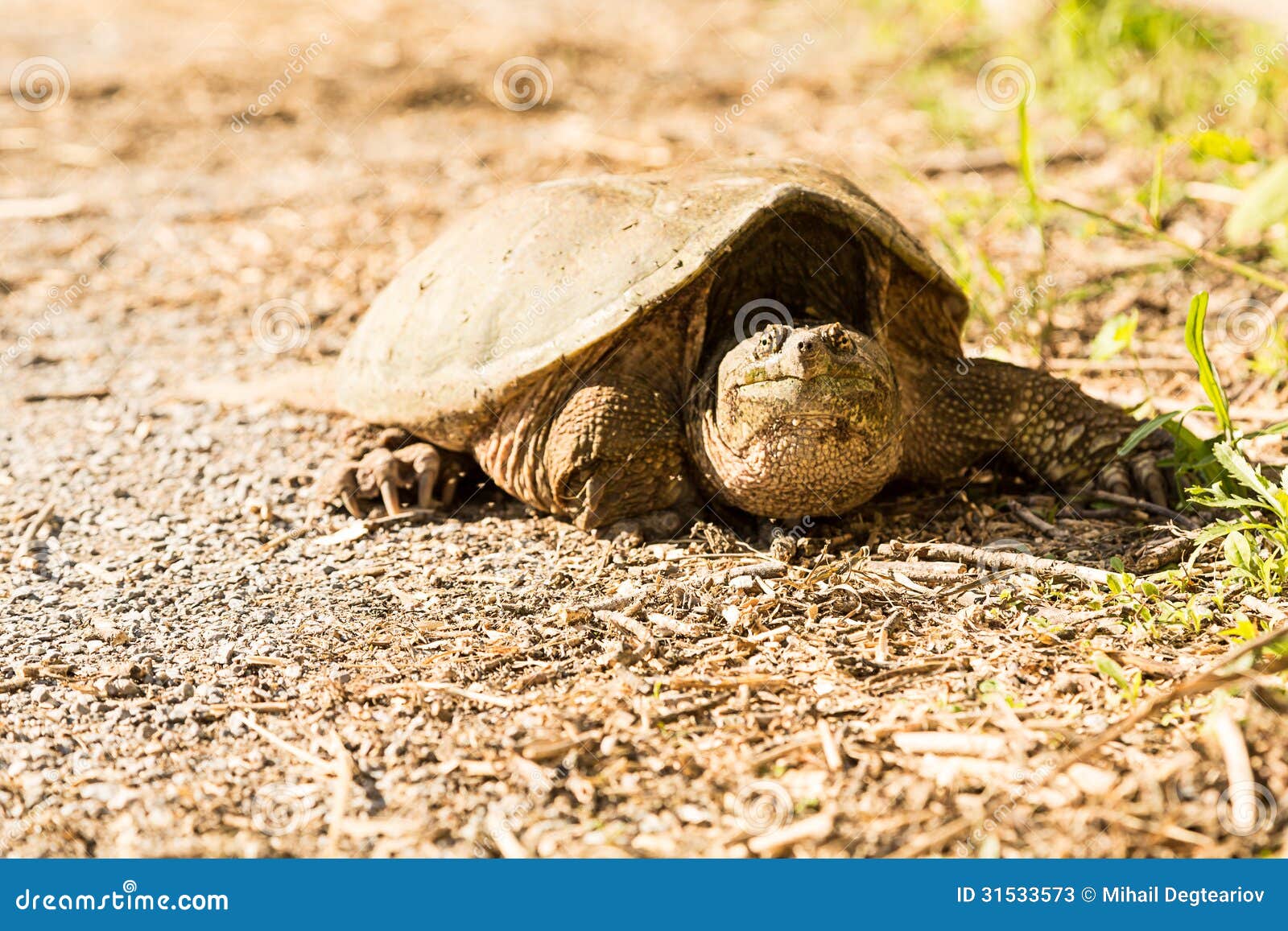 Common snapping turtle stock image. Image of monstrous - 31533573