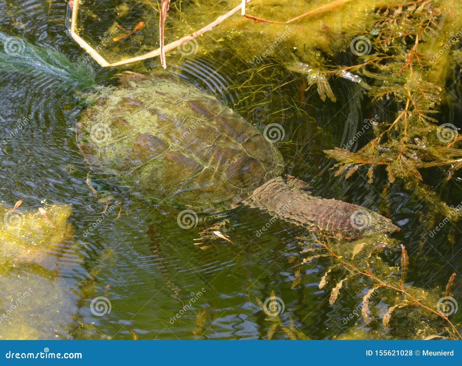 The Common Snapping Turtle Chelydra Serpentina Stock Photo - Image of ...