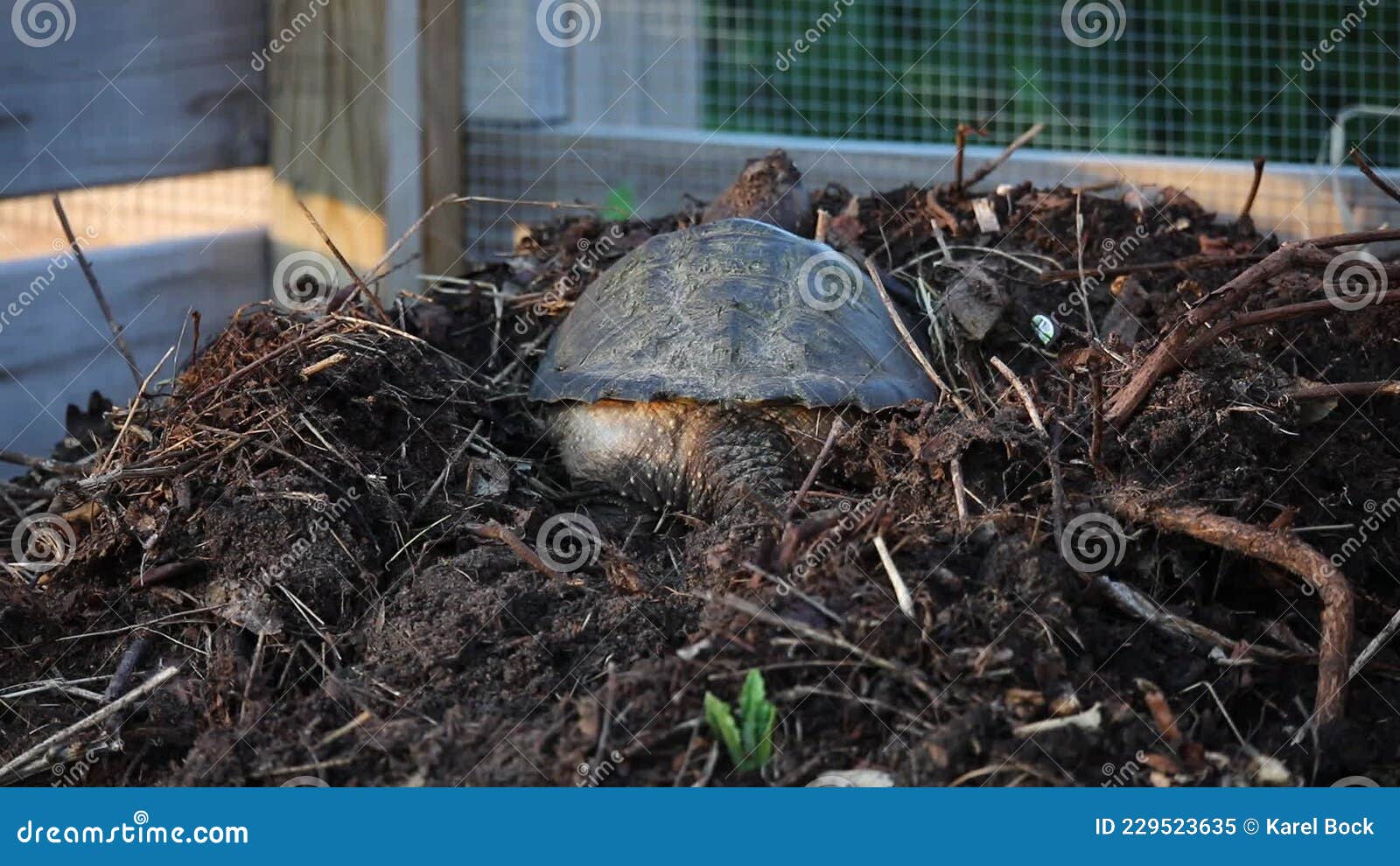 The Common Snapping Turtle Chelydra Serpentina Stock Video - Video of ...