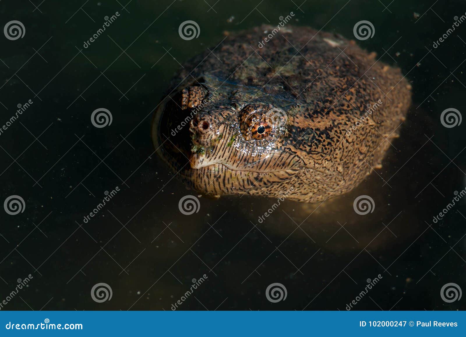 Common Snapping Turtle - Chelydra Serpentina Stock Image - Image of ...