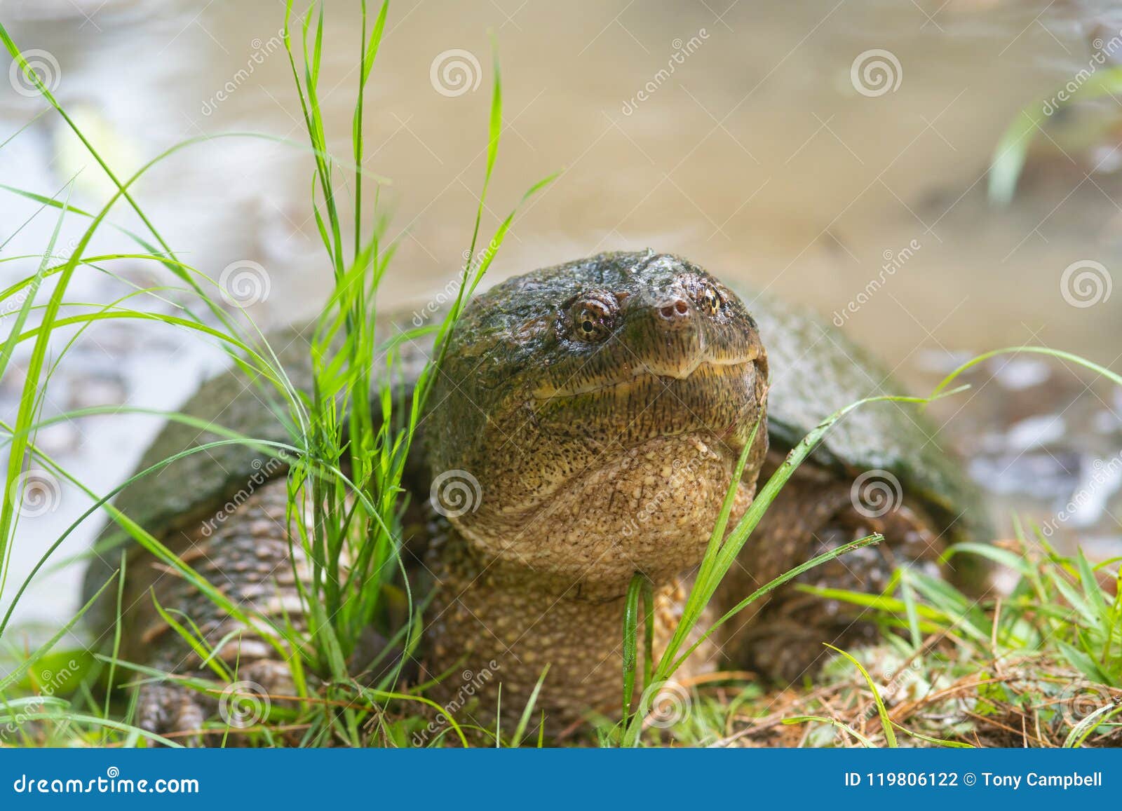 Common snapping turtle stock photo. Image of eyes, head - 119806122