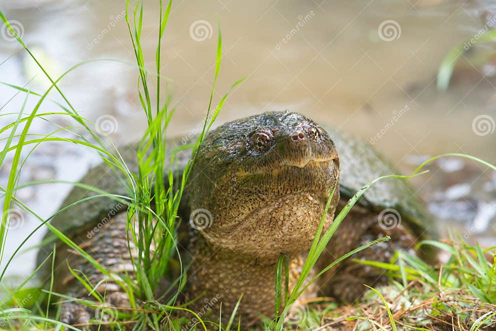 Common snapping turtle stock photo. Image of eyes, head - 119806122
