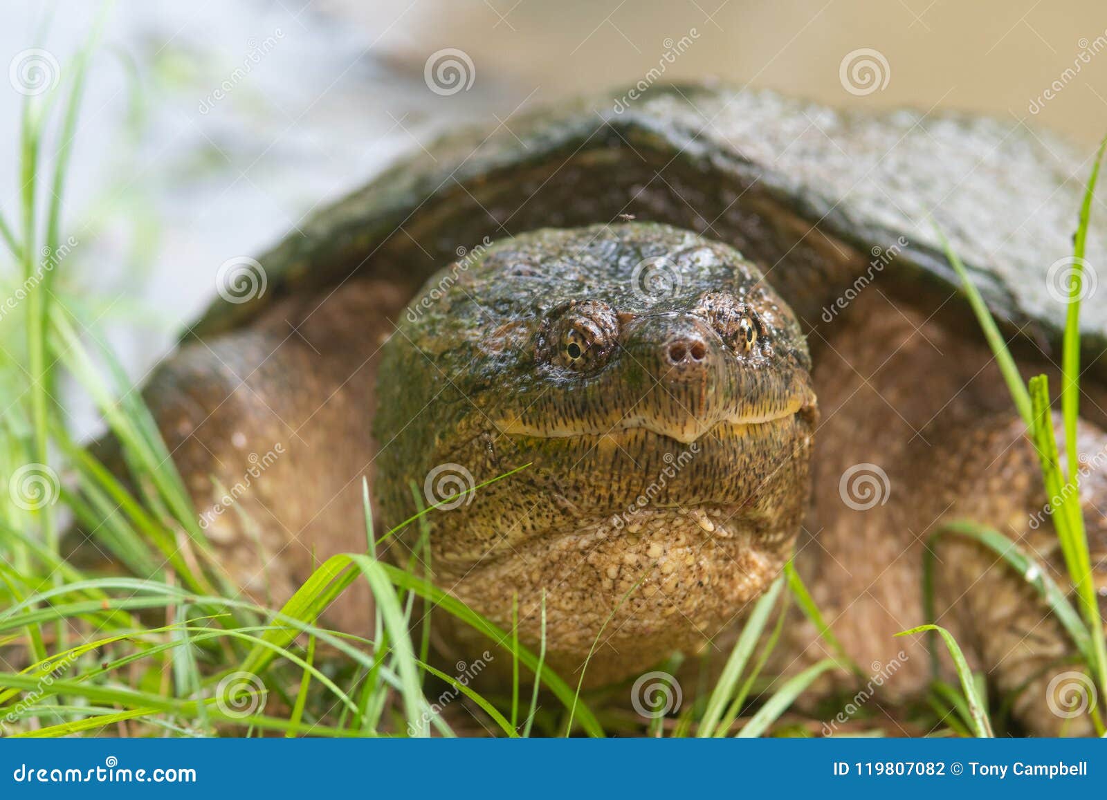 Common snapping turtle stock photo. Image of nature - 119807082
