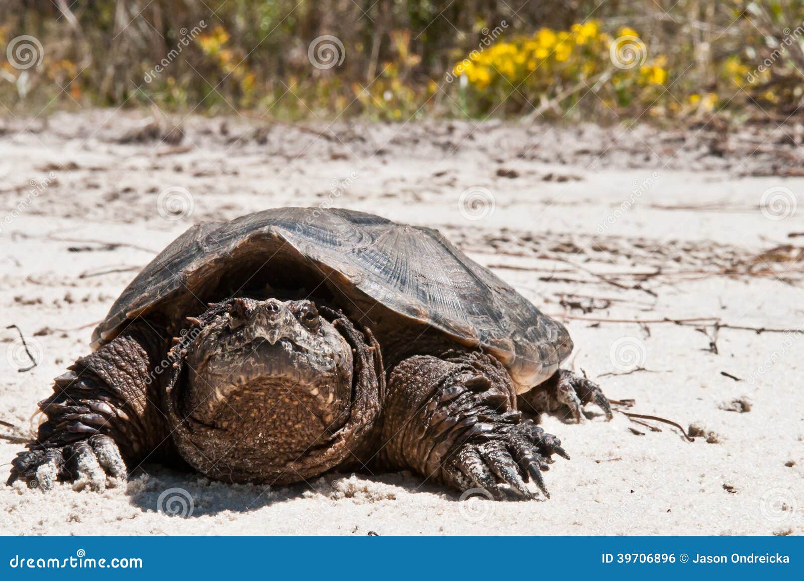 Common Snapping Turtle, Georgia USA Royalty-Free Stock Image ...