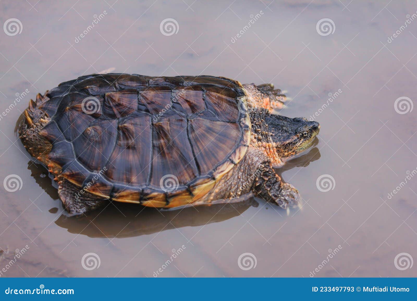Common Snapping Turtle (CST) Stock Image - Image of wild, nature: 233497793