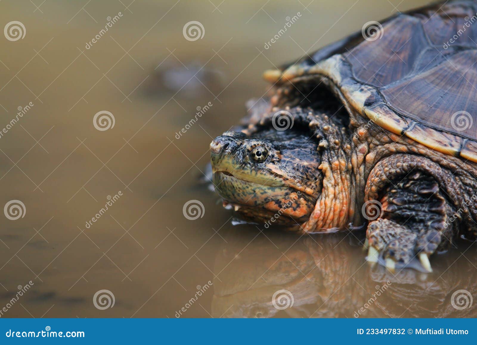 Common Snapping Turtle (CST) Stock Photo - Image of species, common ...