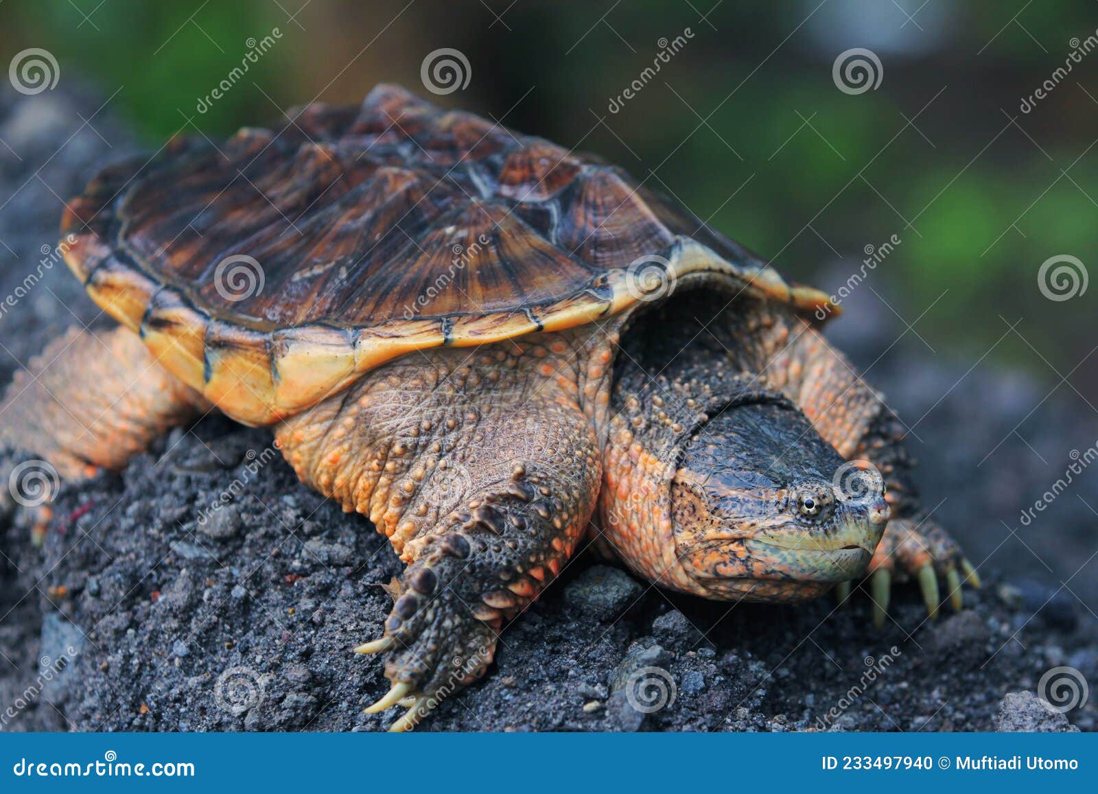 Common Snapping Turtle (CST) Stock Photo - Image of water, lake: 233497940