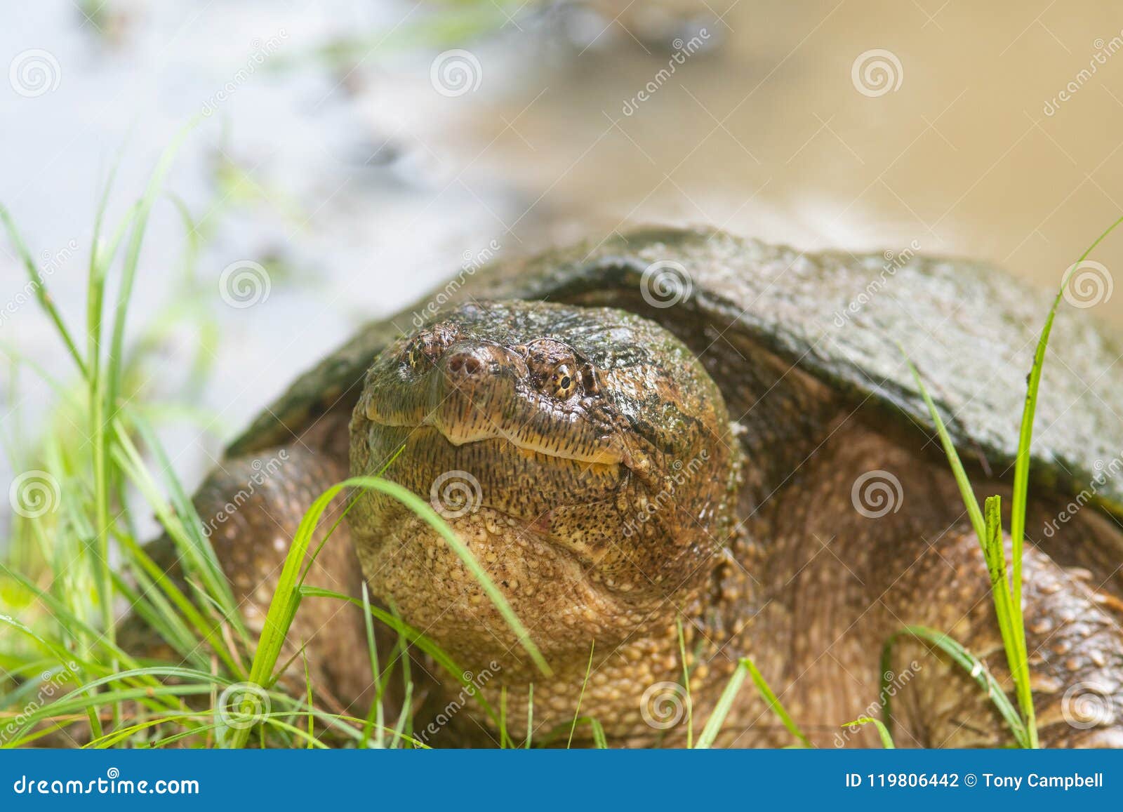Common snapping turtle stock photo. Image of outdoors - 119806442