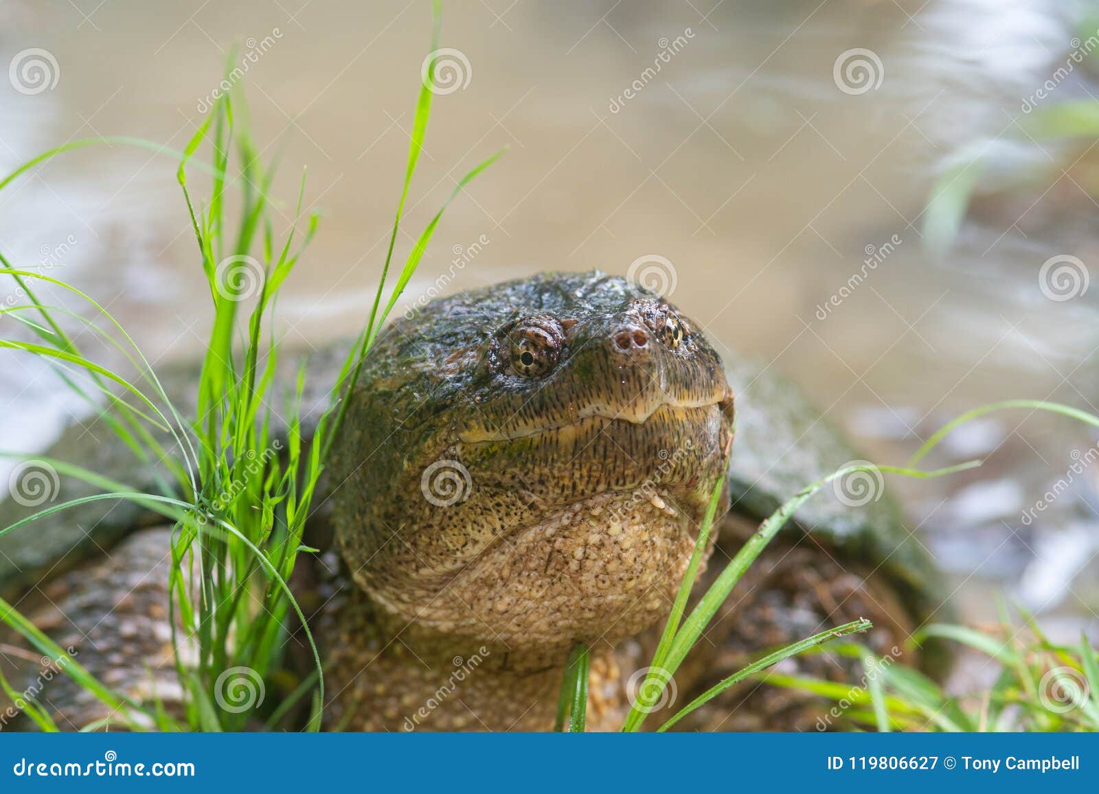 Common snapping turtle stock image. Image of nature - 119806627