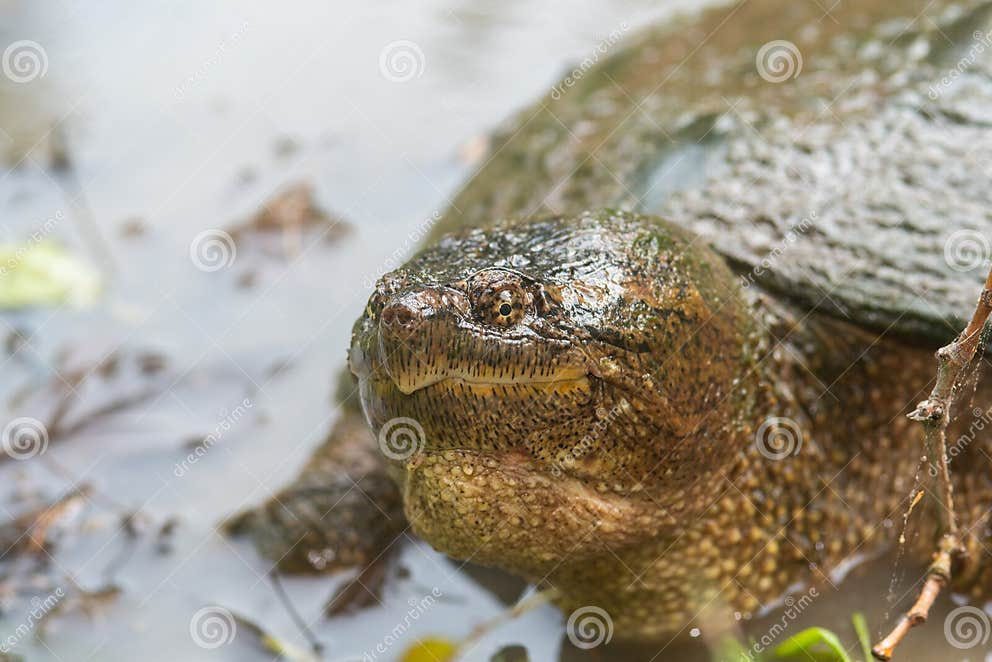 Common snapping turtle stock photo. Image of chelydra - 119807160
