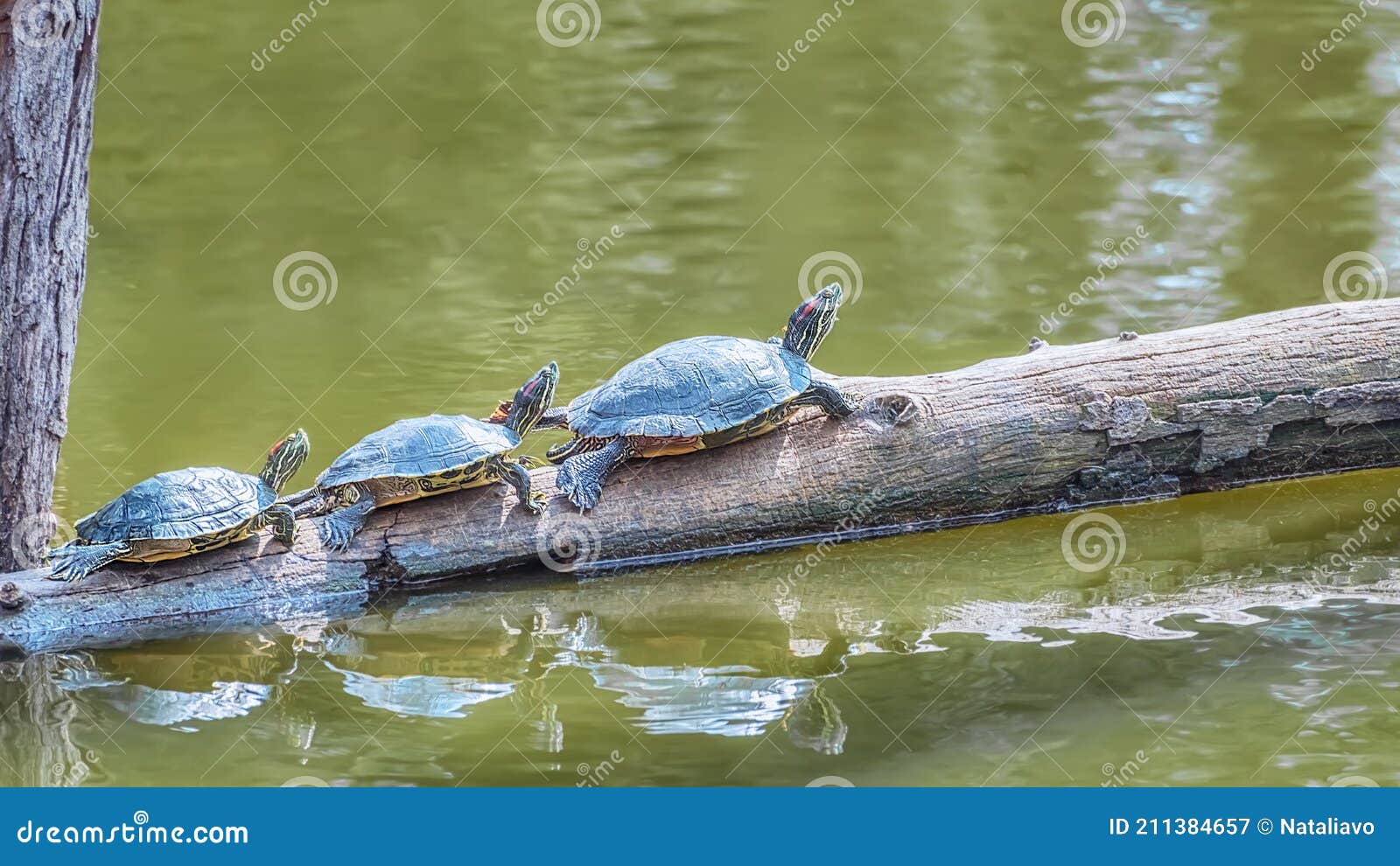 Common Snapping Turtle on a Fallen Log in a Small Pond. Animals in the ...