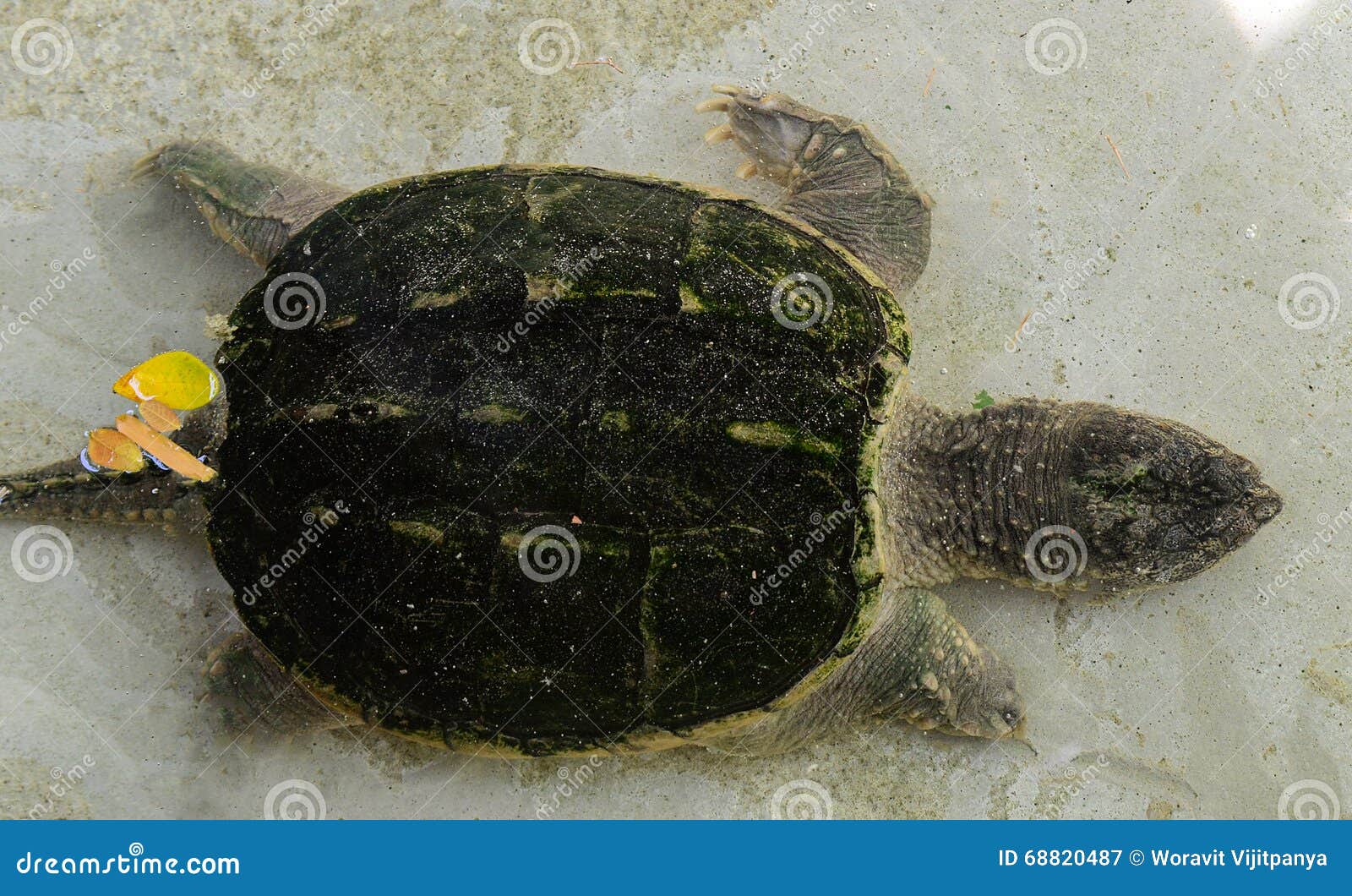 Common snapping turtle stock image. Image of colourful - 68820487