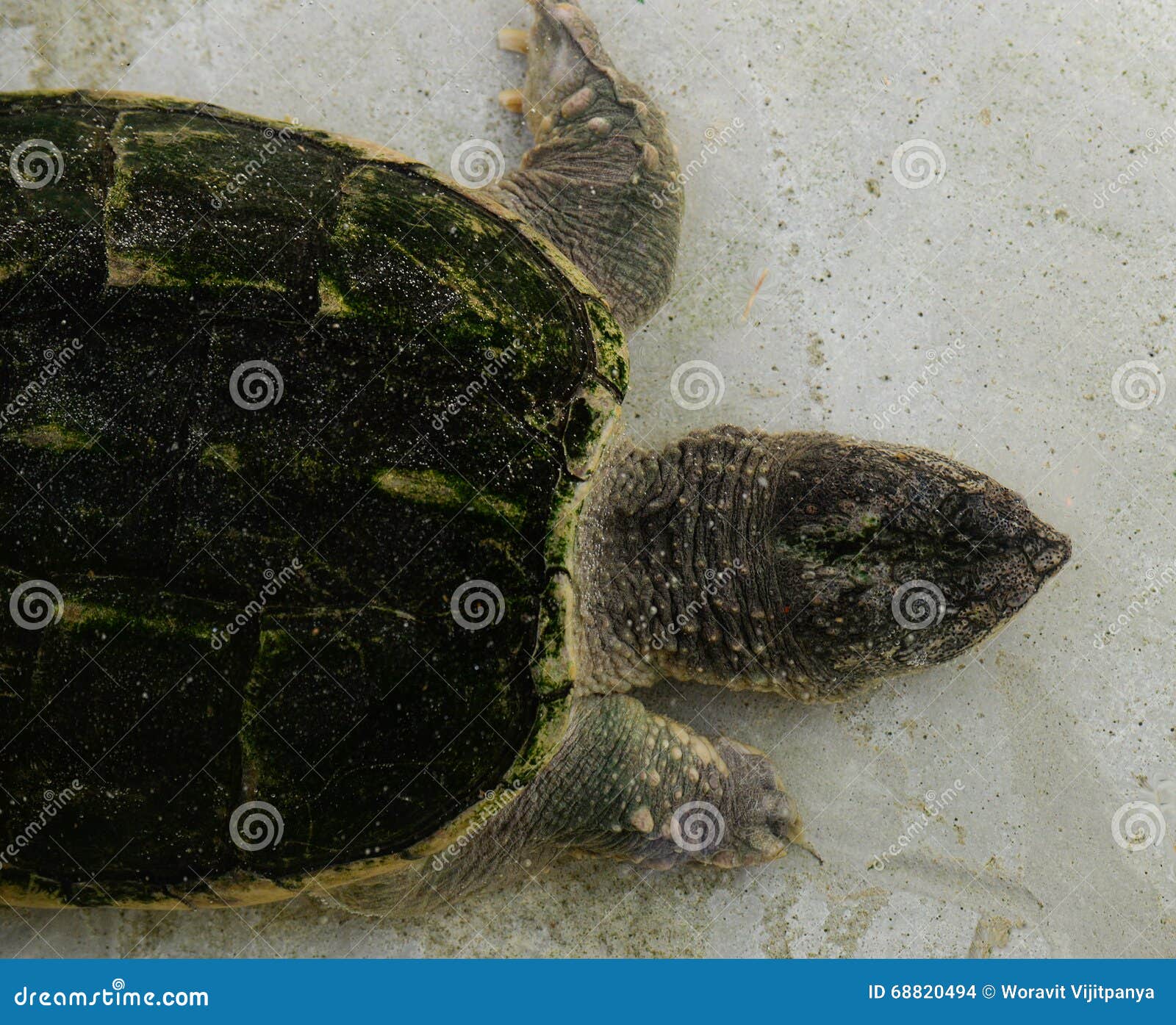Common snapping turtle stock photo. Image of animal, nose - 68820494