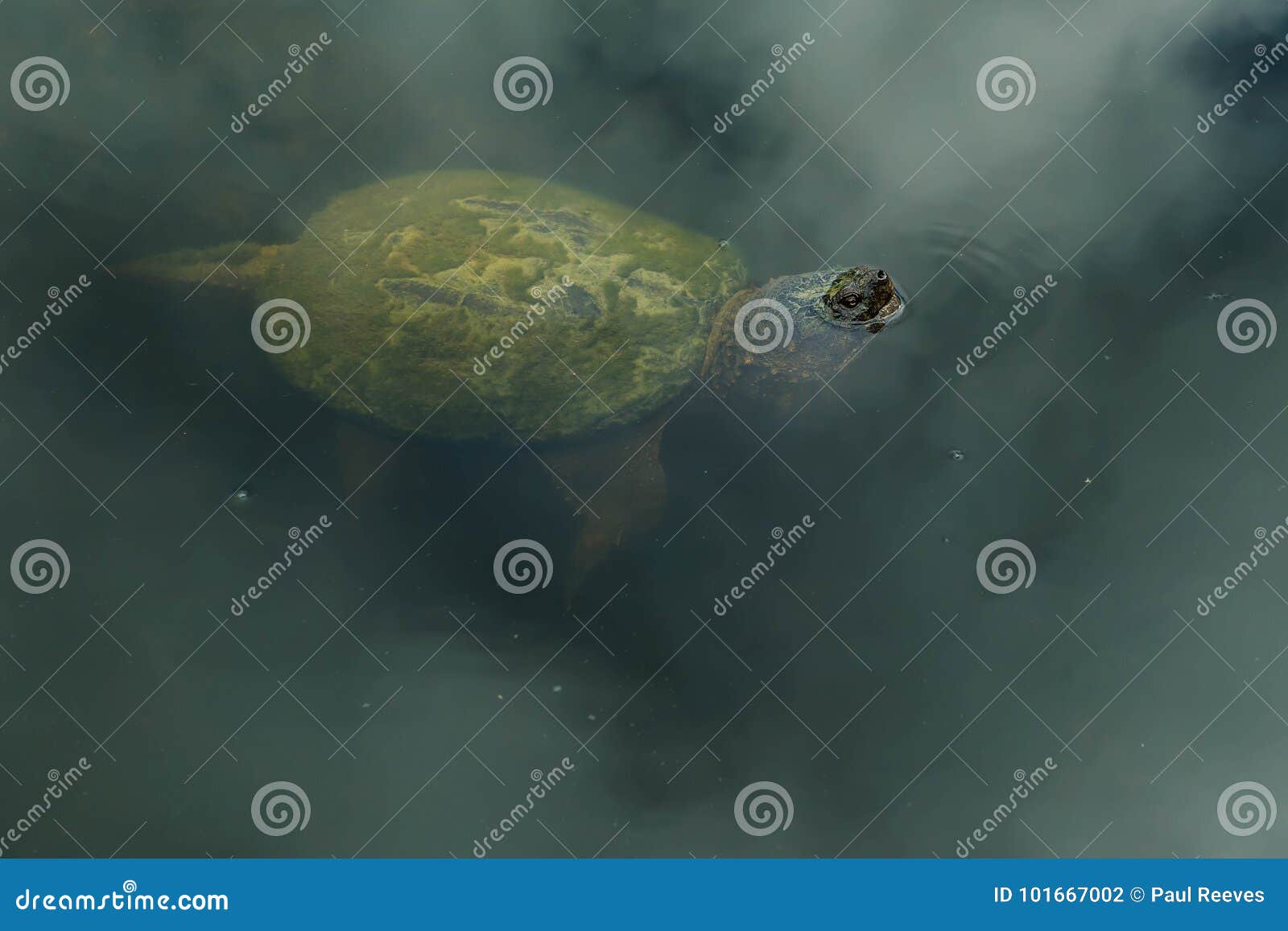 Common Snapping Turtle - Chelydra Serpentina Stock Photo - Image of ...