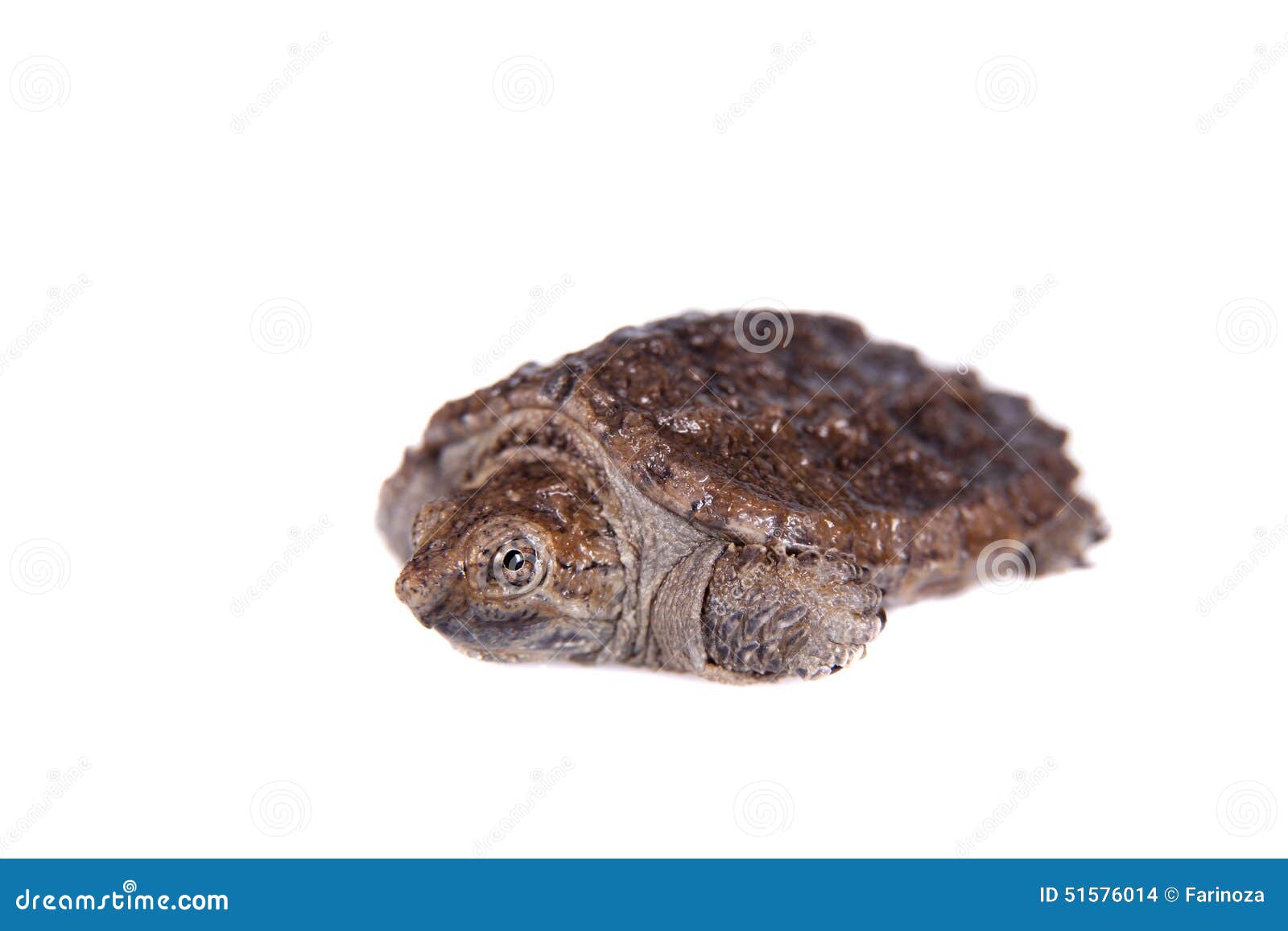 Common Snapping Turtle Hatchling on White Stock Photo - Image of hidden ...