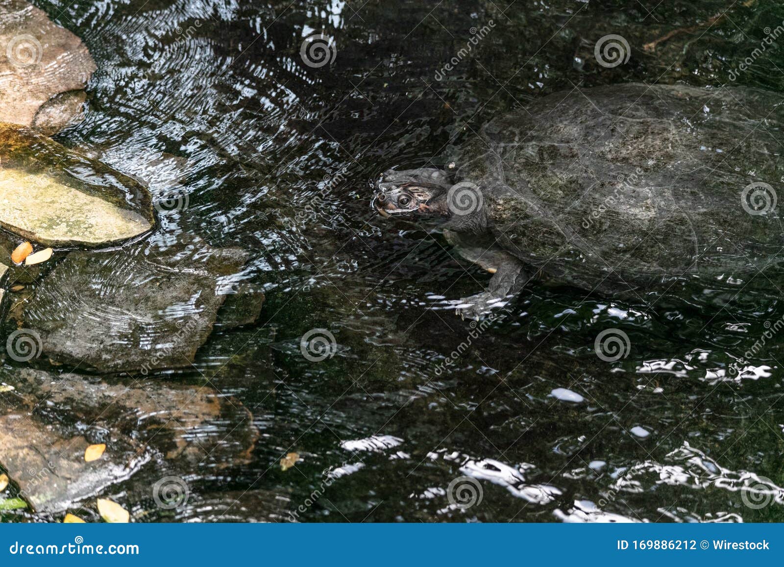 Common Snapping Turtle in a Lake Surrounded by Rocks and Leaves Under ...