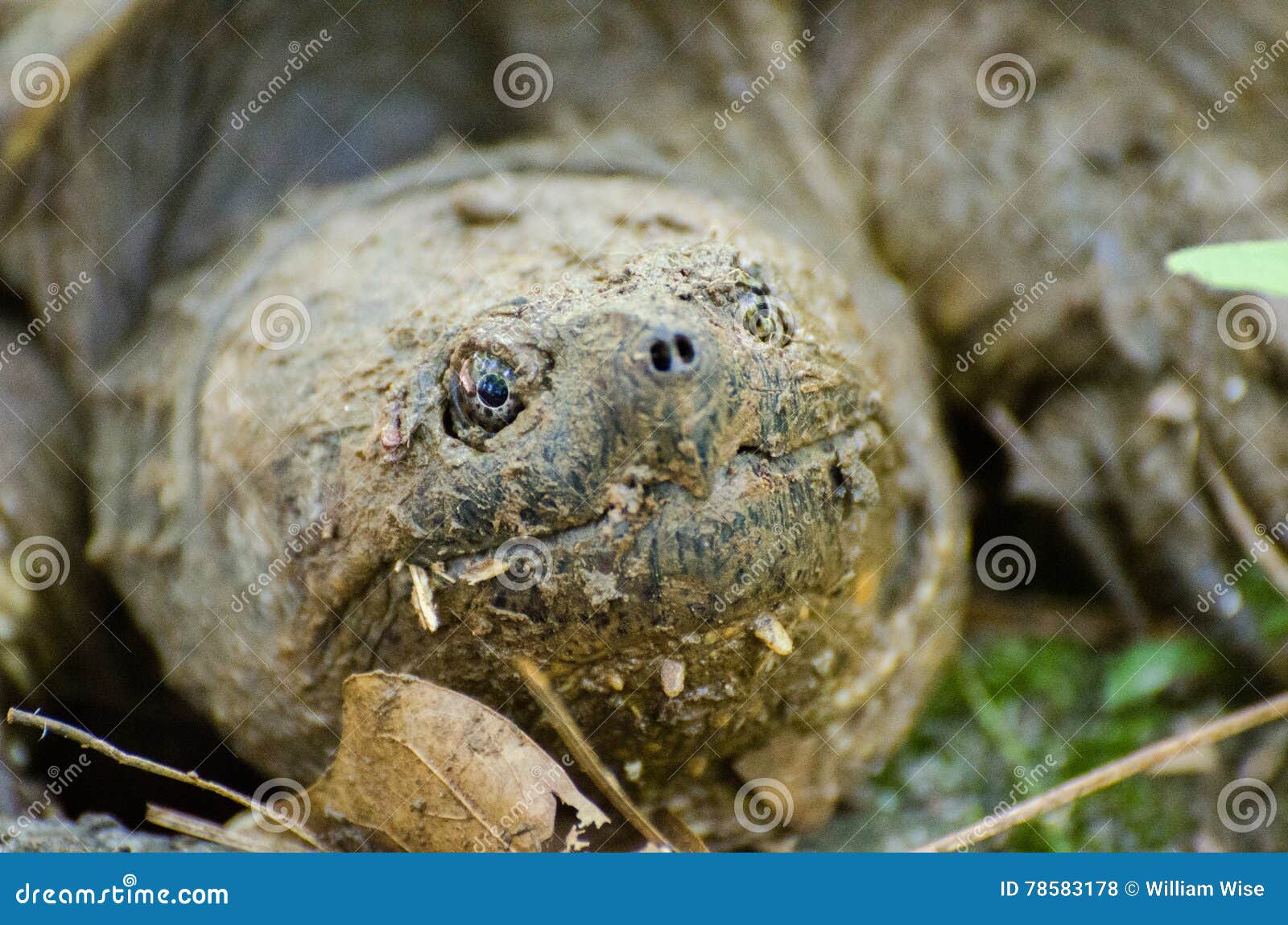 Common Snapping Turtle Close Up of Jaws Stock Photo - Image of scale ...