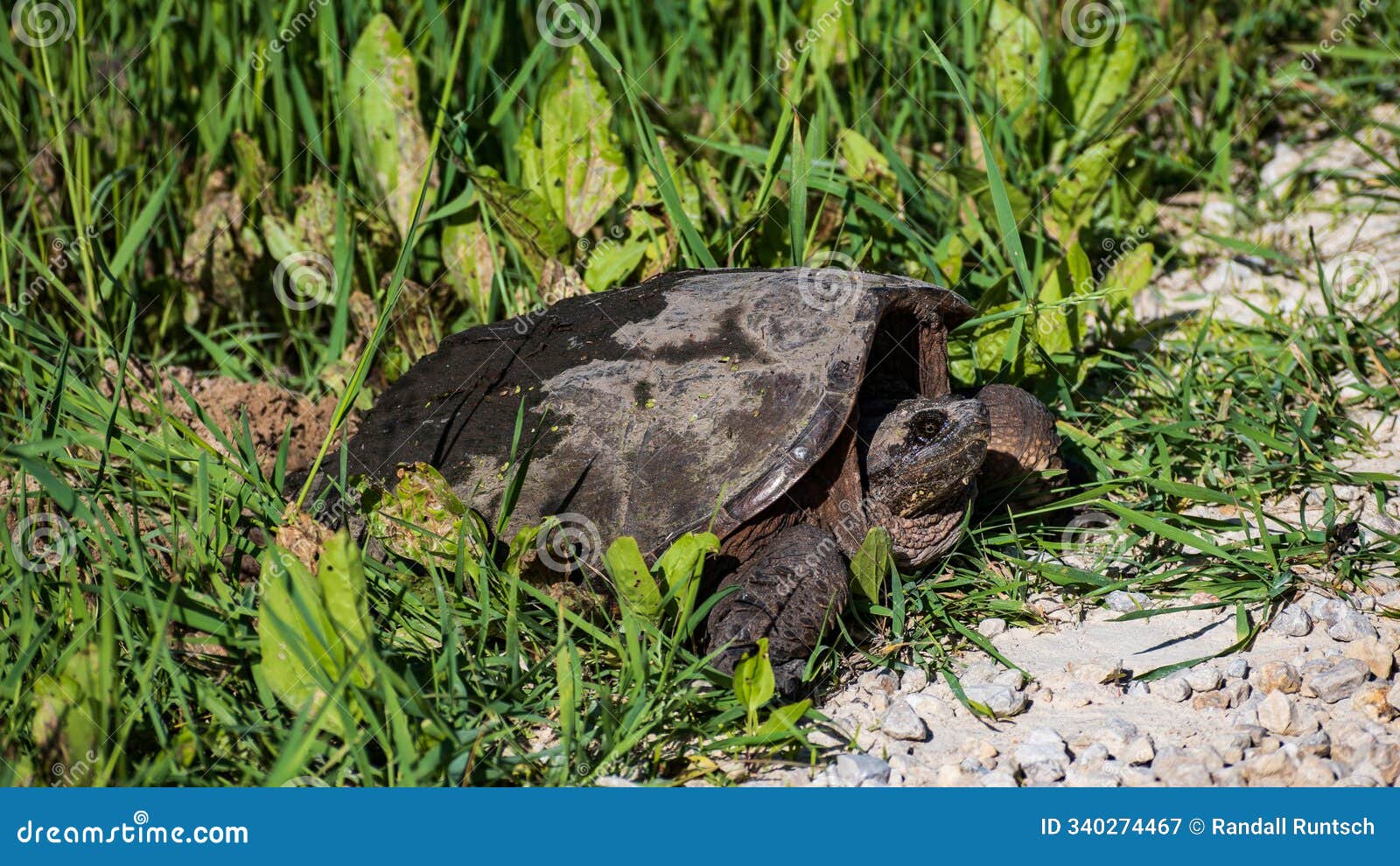 Common Snapping Turtle Laying Eggs Stock Image - Image of head, natural ...
