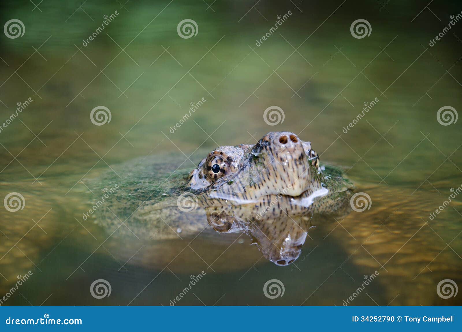 Common snapping turtle stock photo. Image of freshwater - 34252790